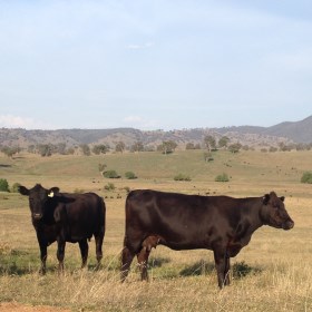 2015 March Gwalia sale heifers - Te Mania Angus