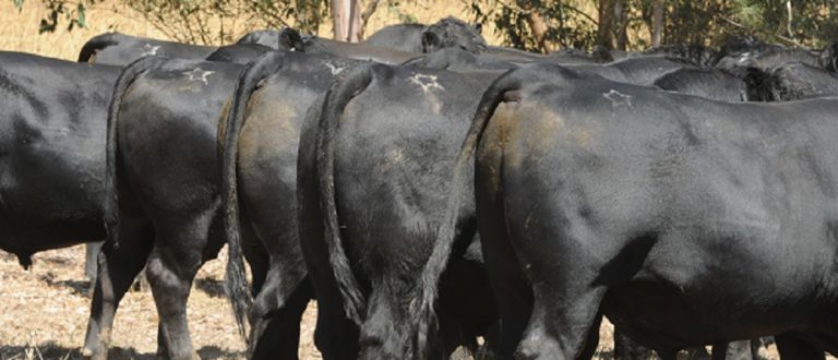 2019 sale bull butts web - Te Mania Angus