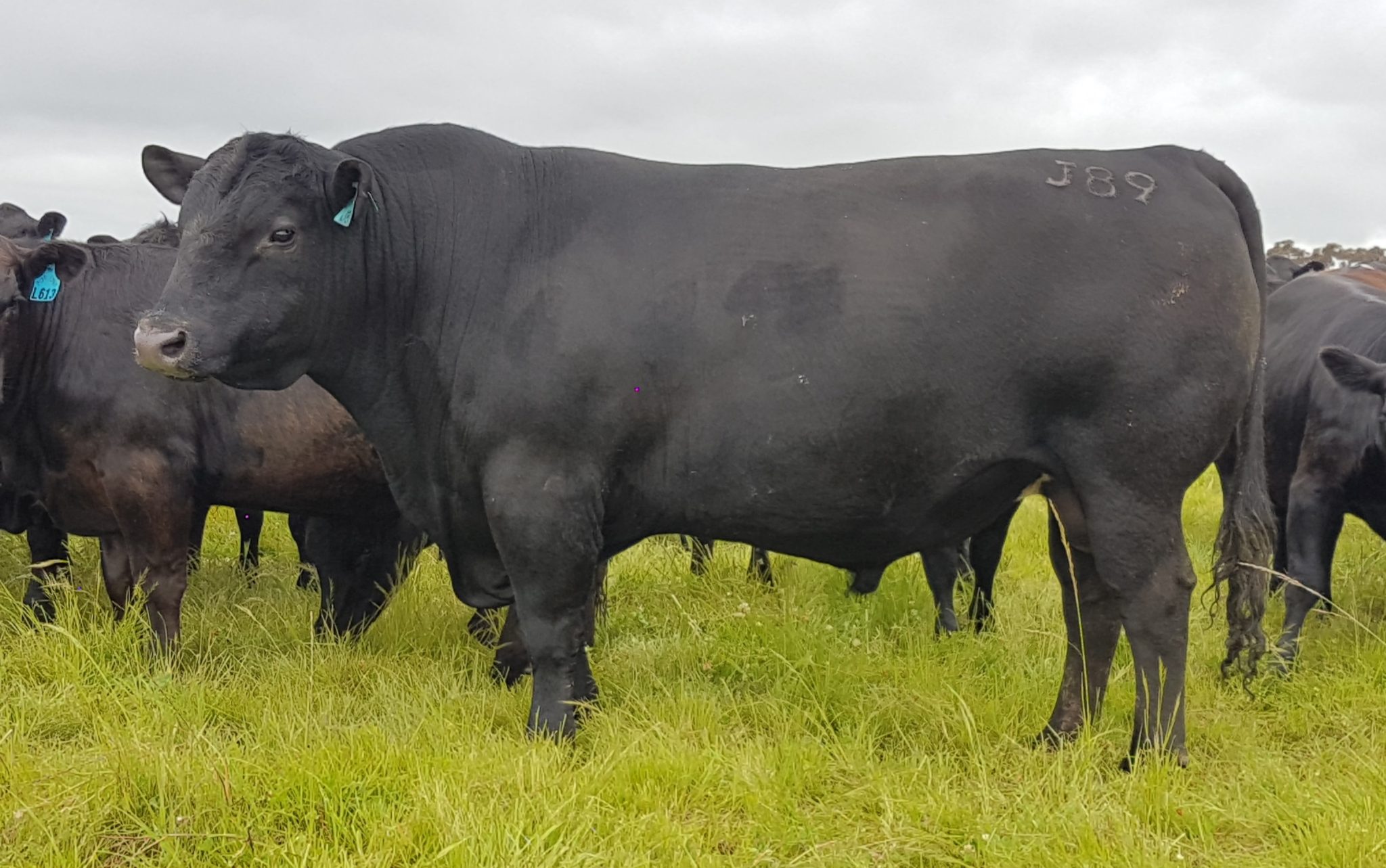 Jenkins VTMJ89 - Te Mania Angus