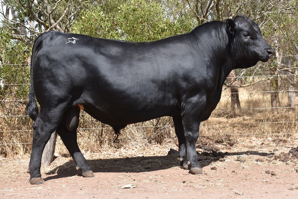 Beef Week – Te Mania Angus, Mortlake - Te Mania Angus