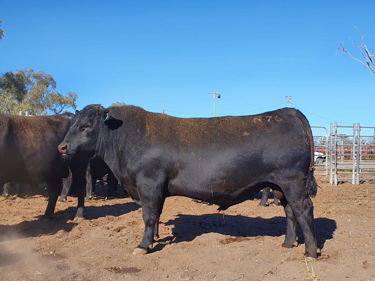 Te Mania Angus Lot 25, VTM N76 - Te Mania Angus