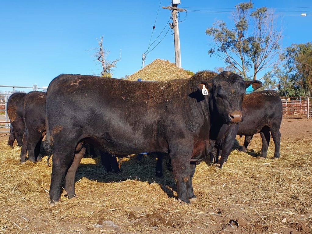 Te Mania Angus Lot 43, VTM N1586 - Te Mania Angus
