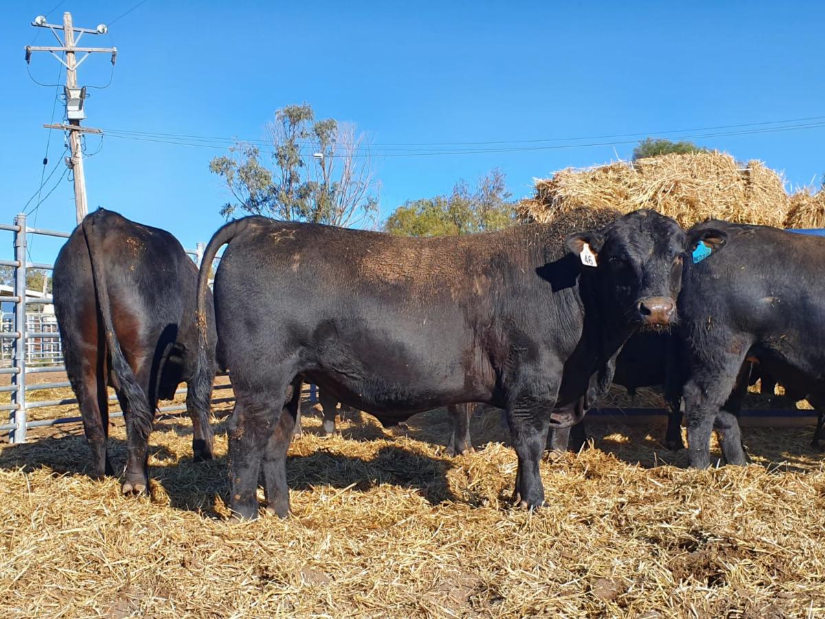 Te Mania Angus Lot 46 - Te Mania Angus