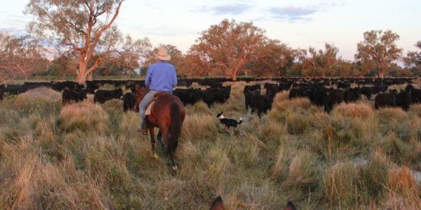 Bull Semen Sales | Te Mania Angus | Angus Cattle | Angus Bulls