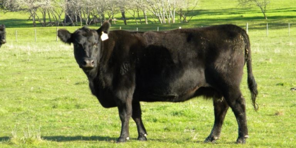 Bull Semen Sales | Te Mania Angus | Angus Cattle | Angus Bulls