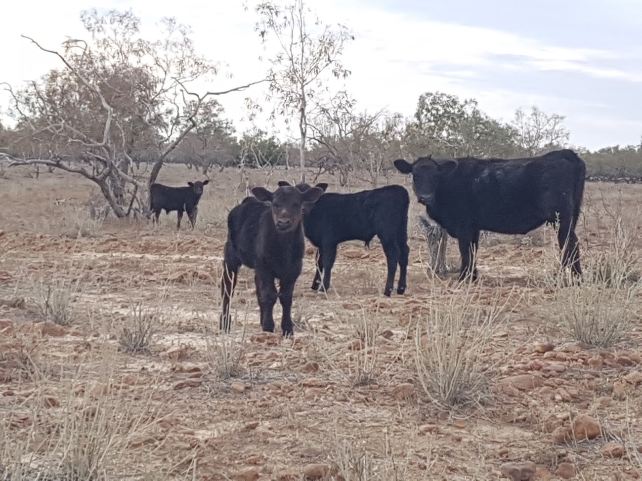 STATION LIFE AND ANGUS BULLS IN NORTHERN AUSTRALIA - Te Mania Angus