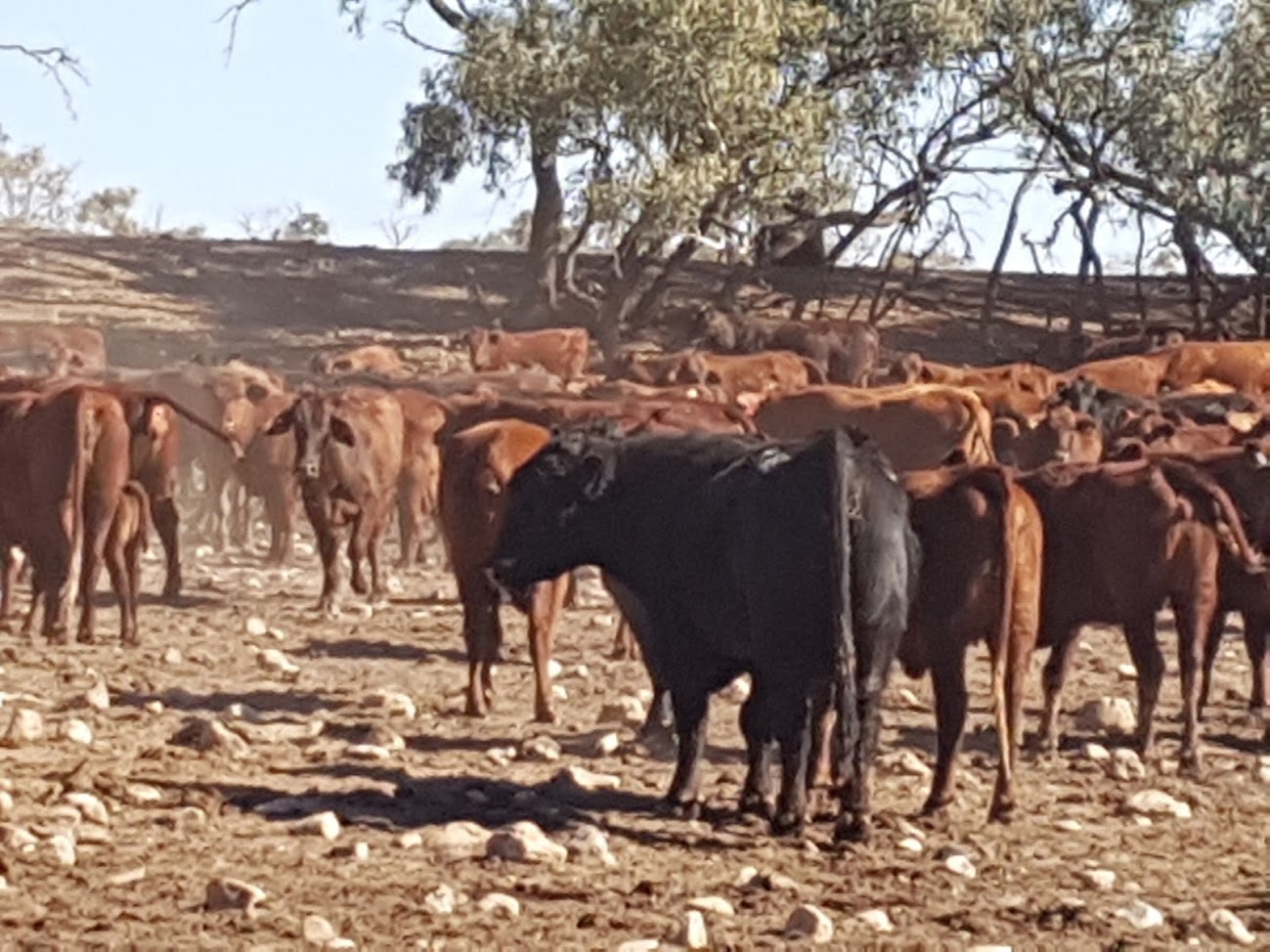 STATION LIFE AND ANGUS BULLS IN NORTHERN AUSTRALIA - Te Mania Angus