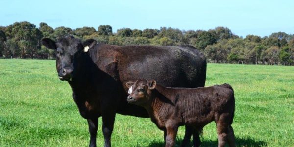 Bull Semen Sales | Te Mania Angus | Angus Cattle | Angus Bulls