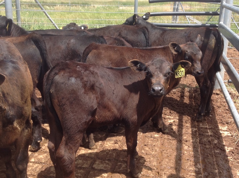 Team Te Mania Cows – on AuctionsPlus this week - Te Mania Angus