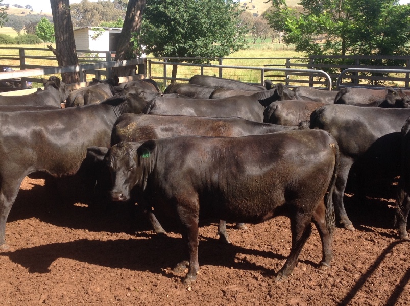 Team Te Mania Cows – on AuctionsPlus this week - Te Mania Angus