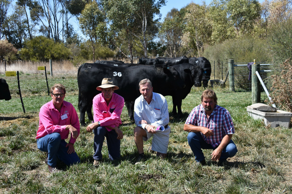 Te Mania Angus Autumn Bull Sale Report - Te Mania Angus