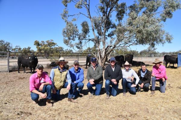 Te Mania Angus to $32,000 and total clearance in Walgett - Te Mania Angus