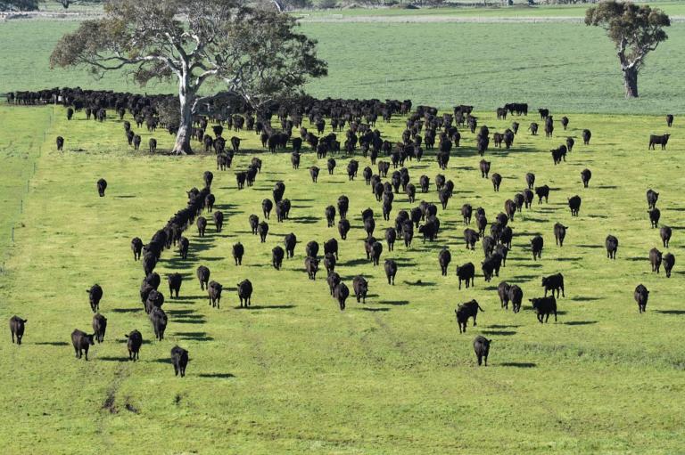 Fixed Time Artificial Insemination at Te Mania Angus Field Day - Te ...