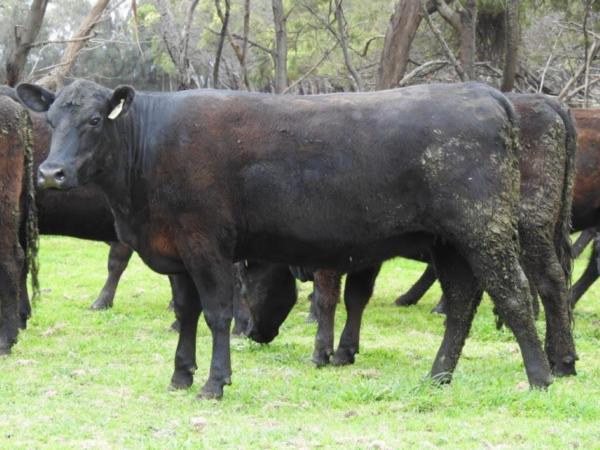 Team Te Mania Heifers For Sale – SOLD - Te Mania Angus
