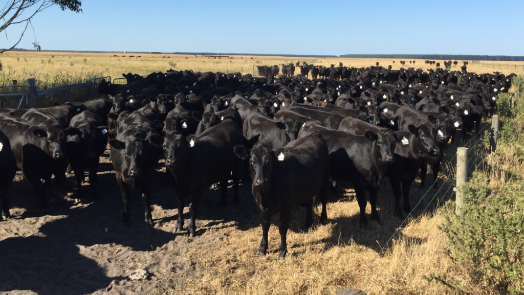 2019 Boona Heifers, PTIC - Te Mania Angus