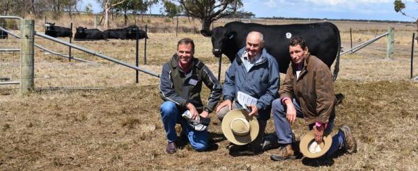 $42,000 Te Mania Angus bull sells to syndicate from four states - Te ...