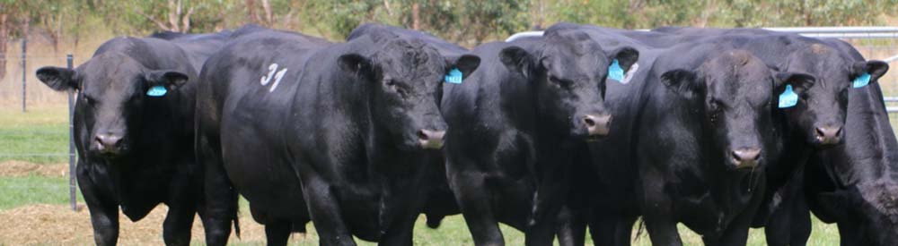 Bull Semen Sales | Te Mania Angus | Angus Cattle | Angus Bulls