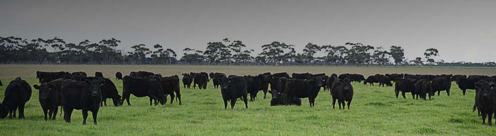 Bull Semen Sales | Te Mania Angus | Angus Cattle | Angus Bulls