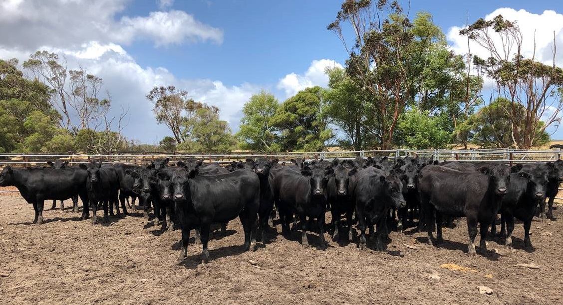 The Brains Trust got the marbling message loud and clear - Te Mania Angus