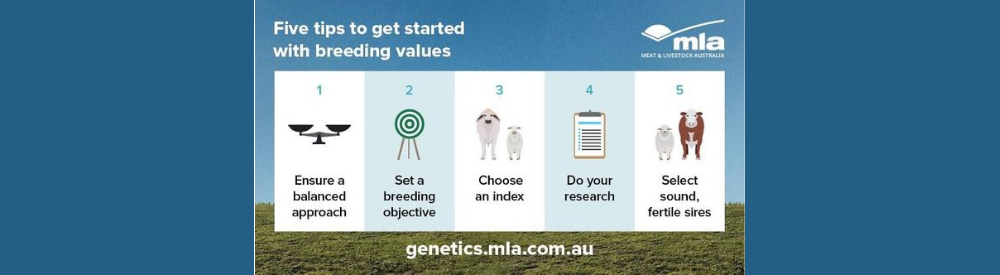 How To Use Estimated Breeding Values Te Mania Angus