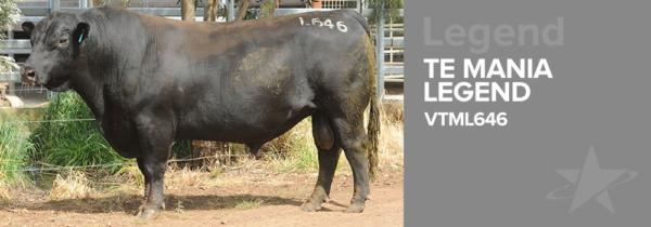 Header Te-Mania-Legend-VTML646 - Te Mania Angus