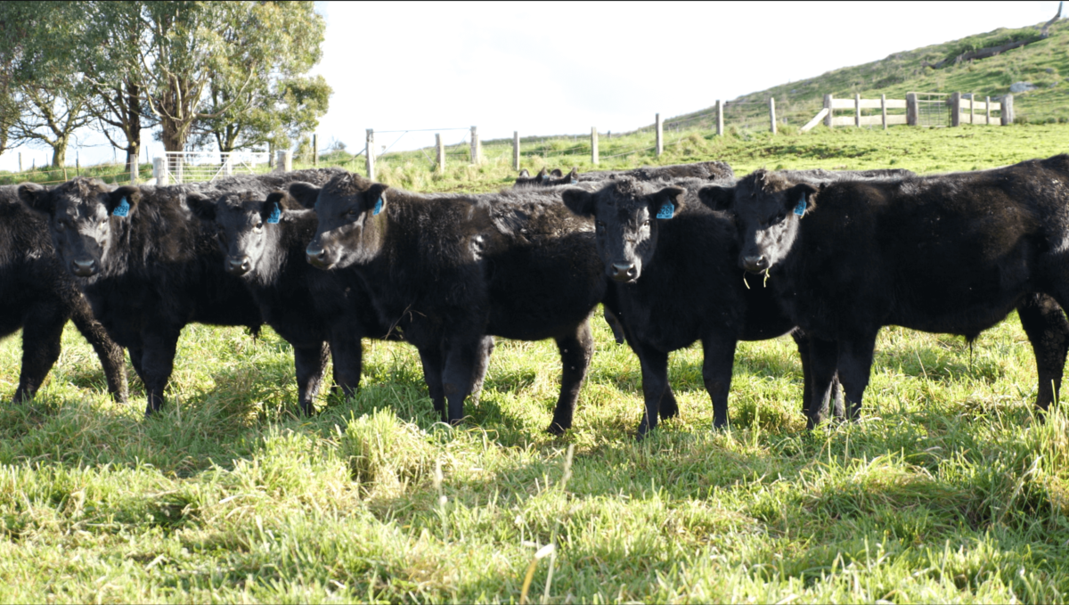 Angus HeiferSELECT gives selection insight at Team Te Mania herd, Guy