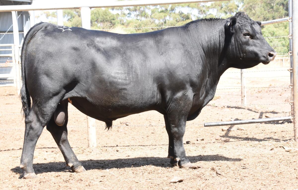 Te Mania Angus bull sale – the only place to access Australia’s top ...