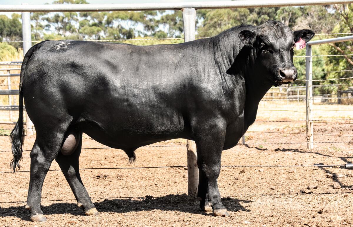 Te Mania Angus bull sale – the only place to access Australia’s top ...