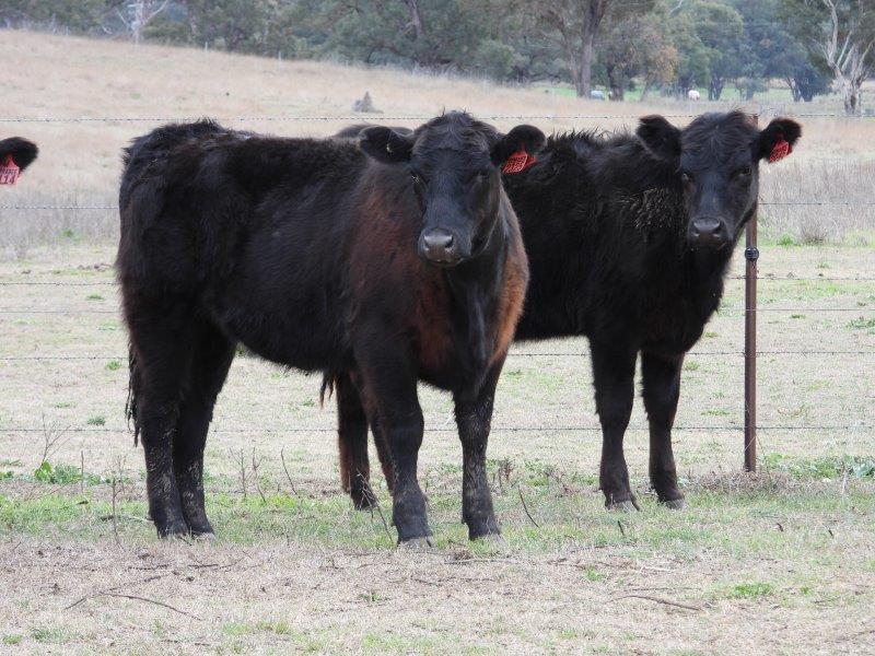 SOLD – TEAM TE MANIA UNJOINED HEIFERS FOR SALE ON AUCTIONSPLUS – FRIDAY ...