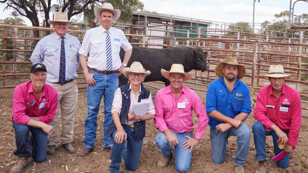 Sunsberry shines through at Te Mania Angus Spring Bull Sale (The Land ...
