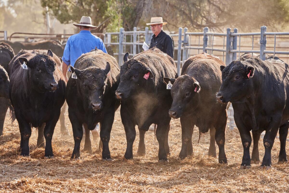 2024 Te Mania Angus Northern Spring Bull Sale – Walgett NSW and on ...