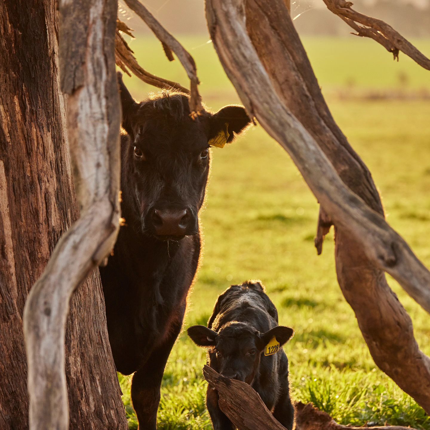 Embryo transfer technology to improve next-generation genetics - Te ...