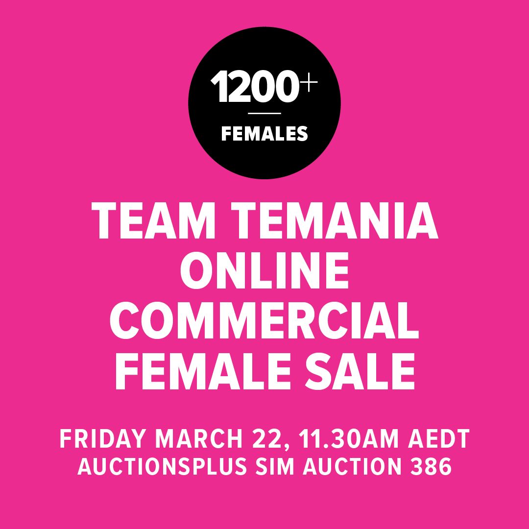 Victorian cows with calves top Team Te Mania sale - Te Mania Angus