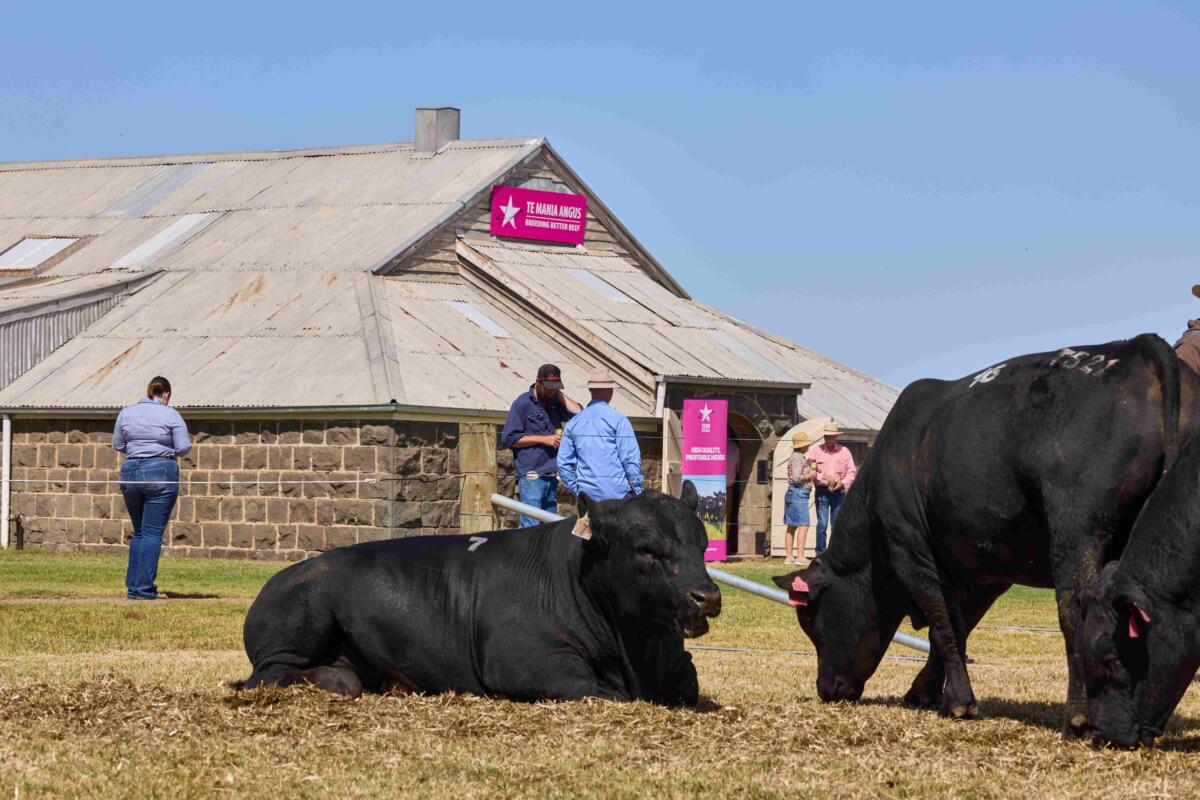 2025 Te Mania Angus Autumn On-Property Bull Sale - Te Mania Angus